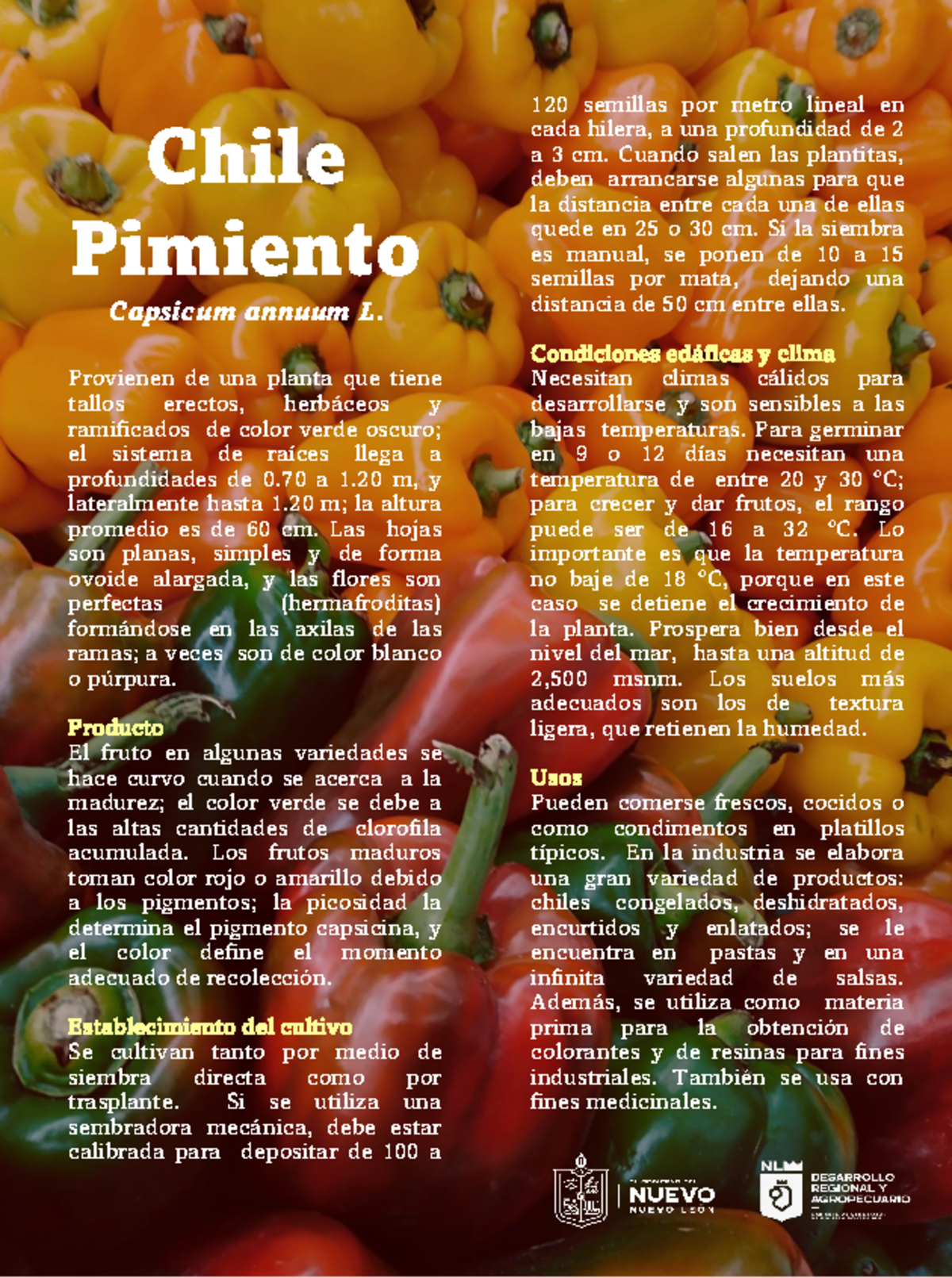 Chile pimiento - Provienen de una planta que tiene tallos erectos ...
