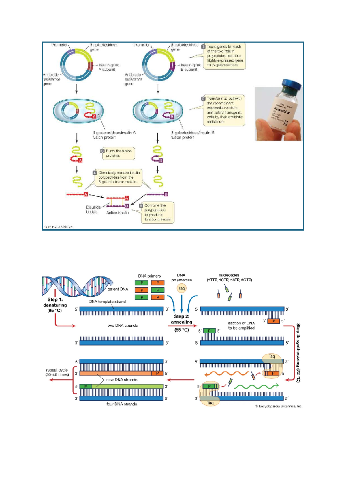 Biology 13.12: Insulin Gene Expression and Protein Synthesis Diagrams ...