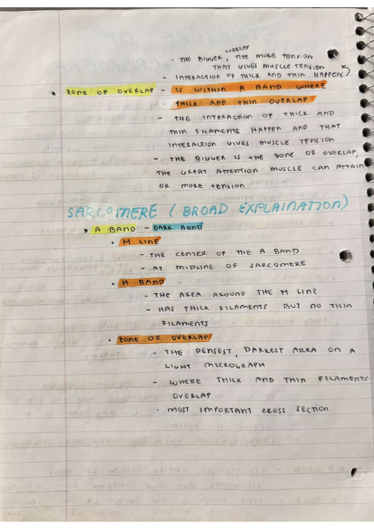 AP 2 - Sarcomere: Understanding Muscle Tension and Overlap Zones - Studocu