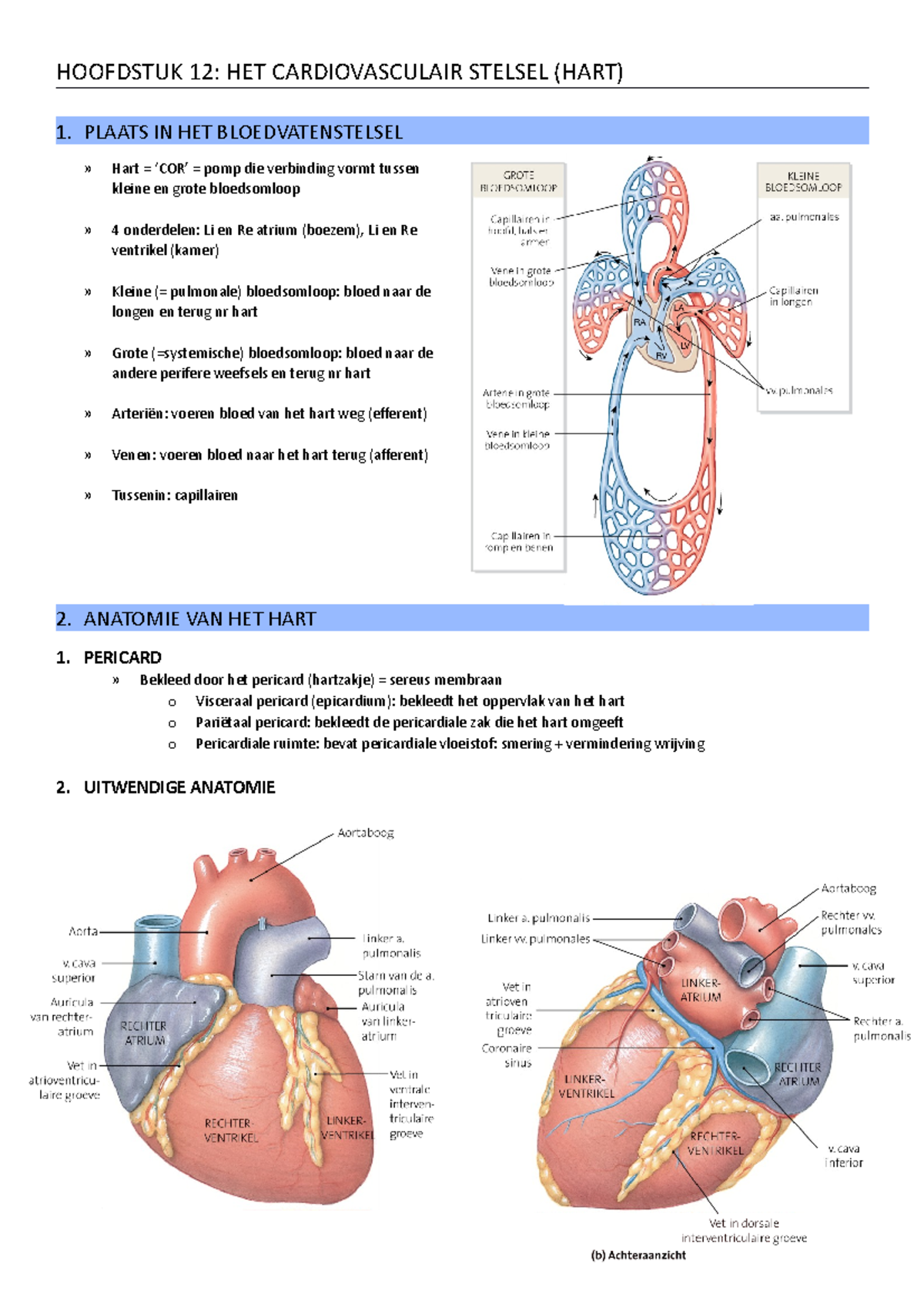 Hoofdstuk 12: Anatomie en Functie van het Hart in het Cardiovasculair ...