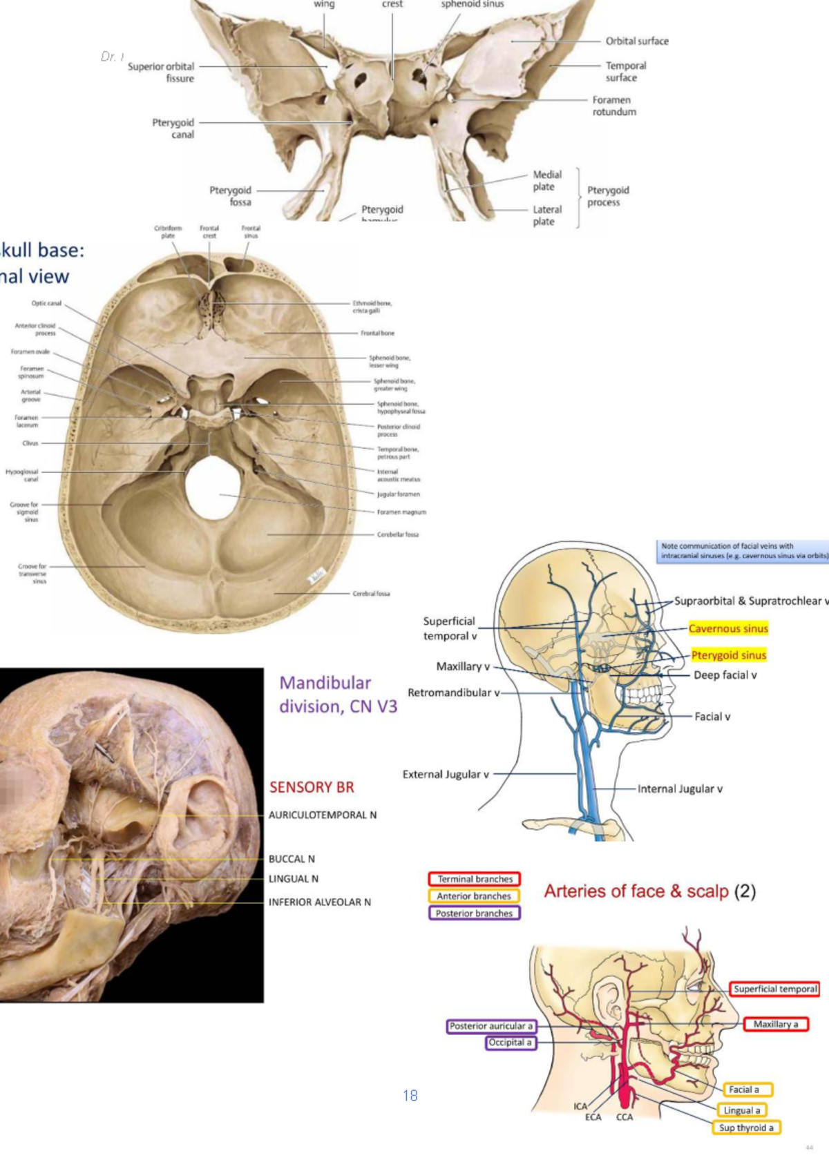 Anatomy - Practical Notes on Sphenoid and Temporal Bone Structures ...