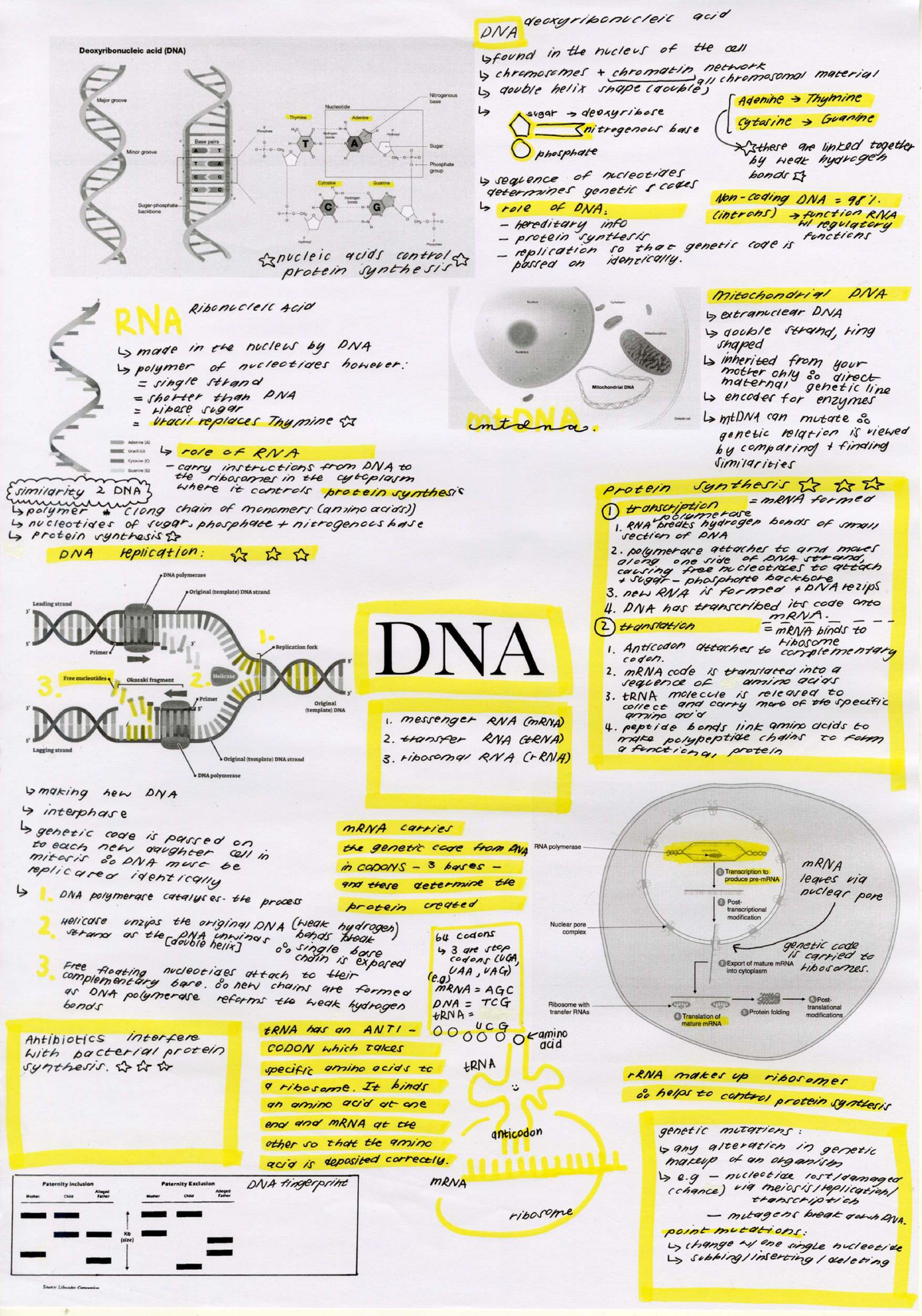 A3 Biology 8 - DNA Structure and Function Summary Notes - Studocu