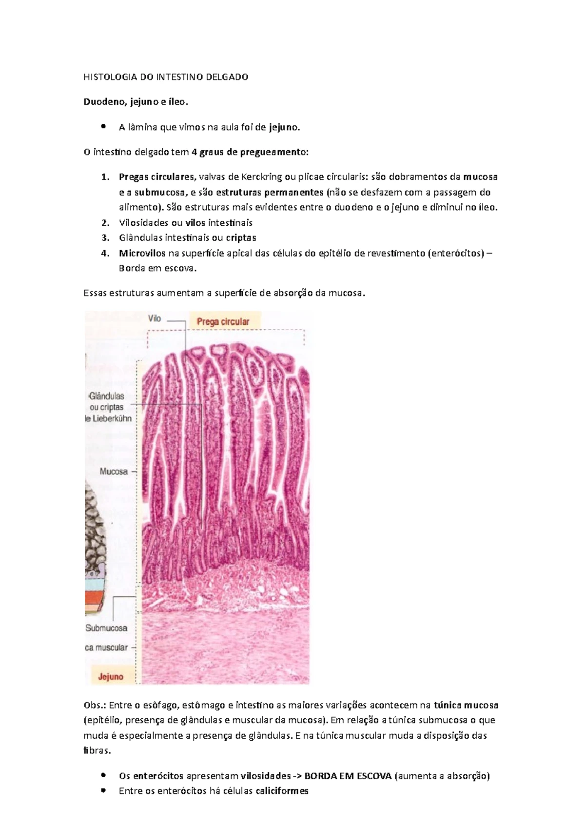 Histologia II - Intestino - INTESTINO DELGADO Cripta é uma invaginação ...
