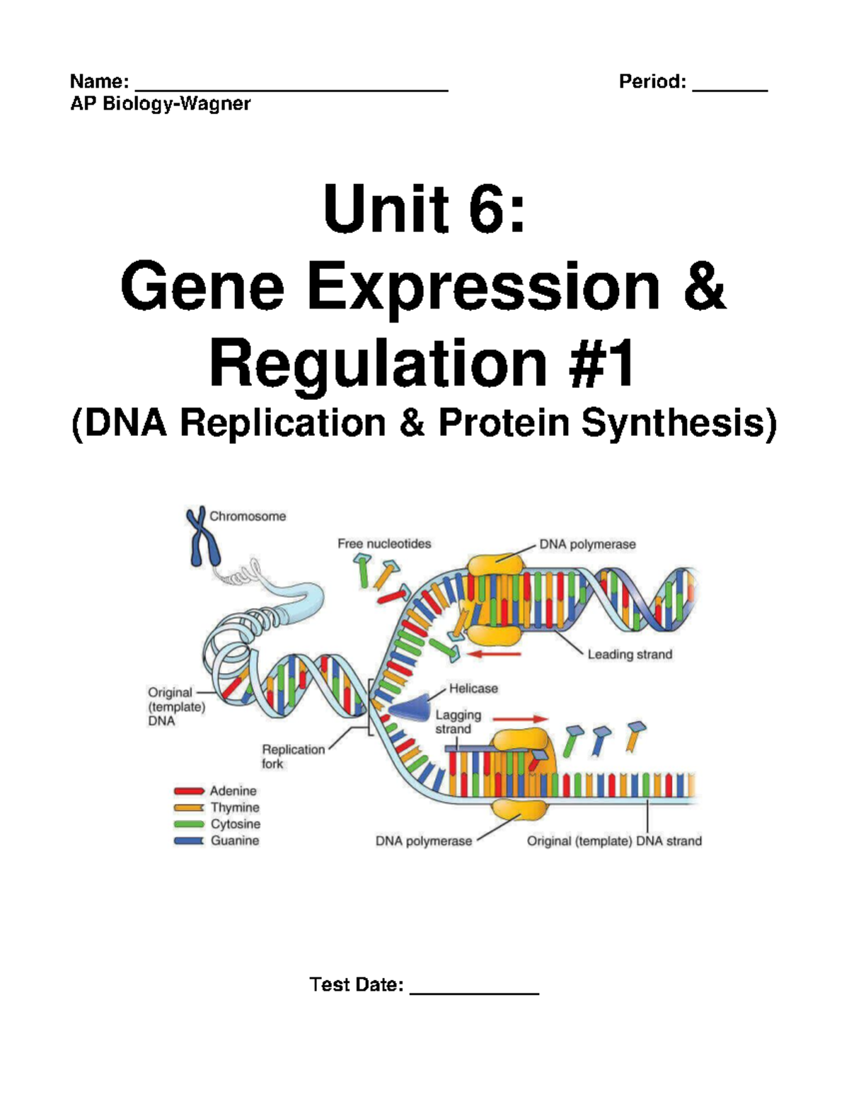 Unit 6 Gene Expression& Regulation Packet #1 - Name ...