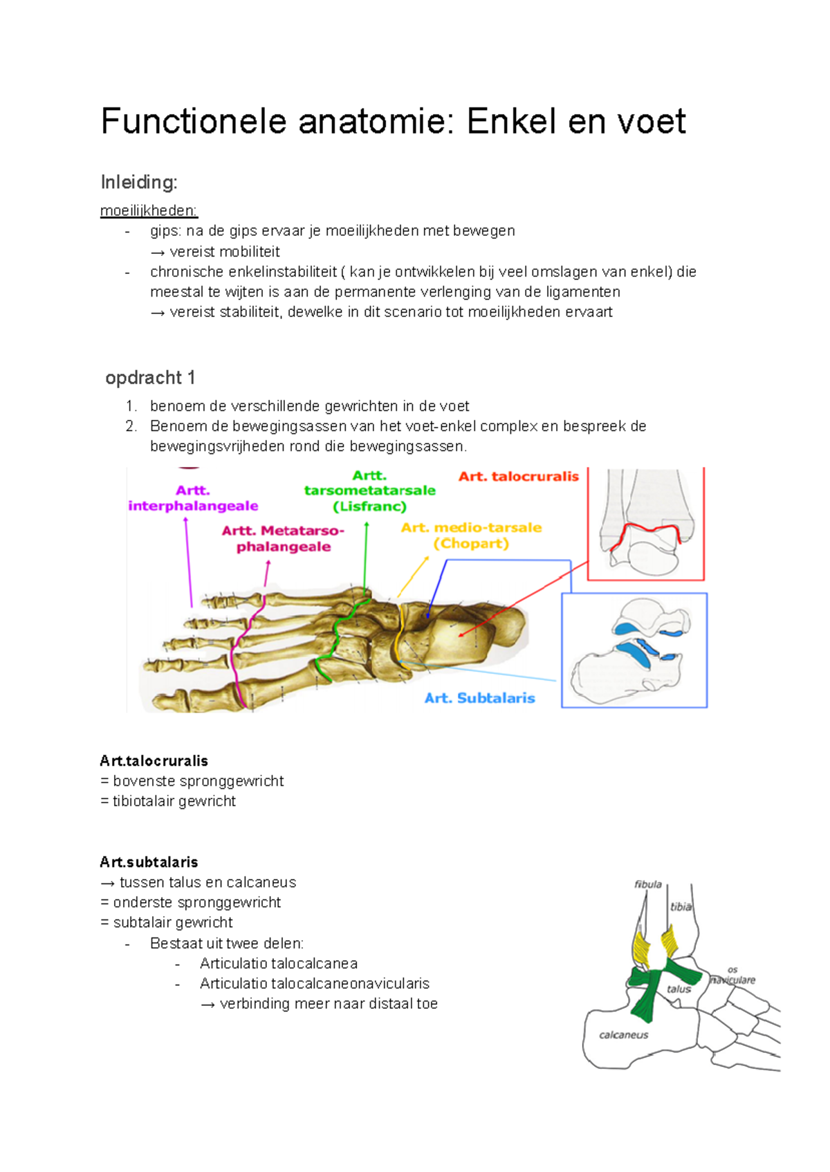 Analyseren van de functionele anatomie van enkel en voet: Gips ...