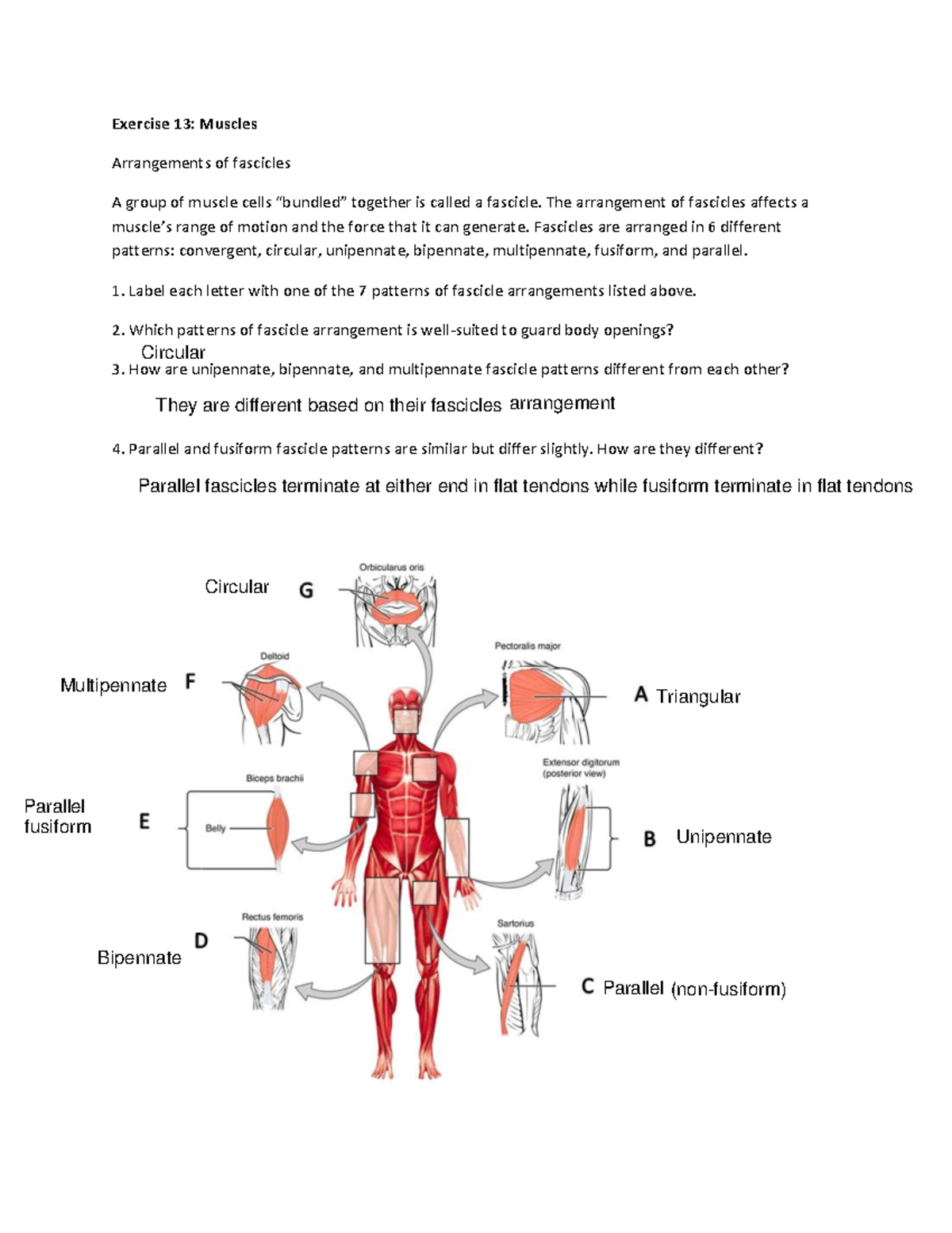 Muscles Lab Packet: Fascicle Arrangements and Muscle Anatomy Study ...