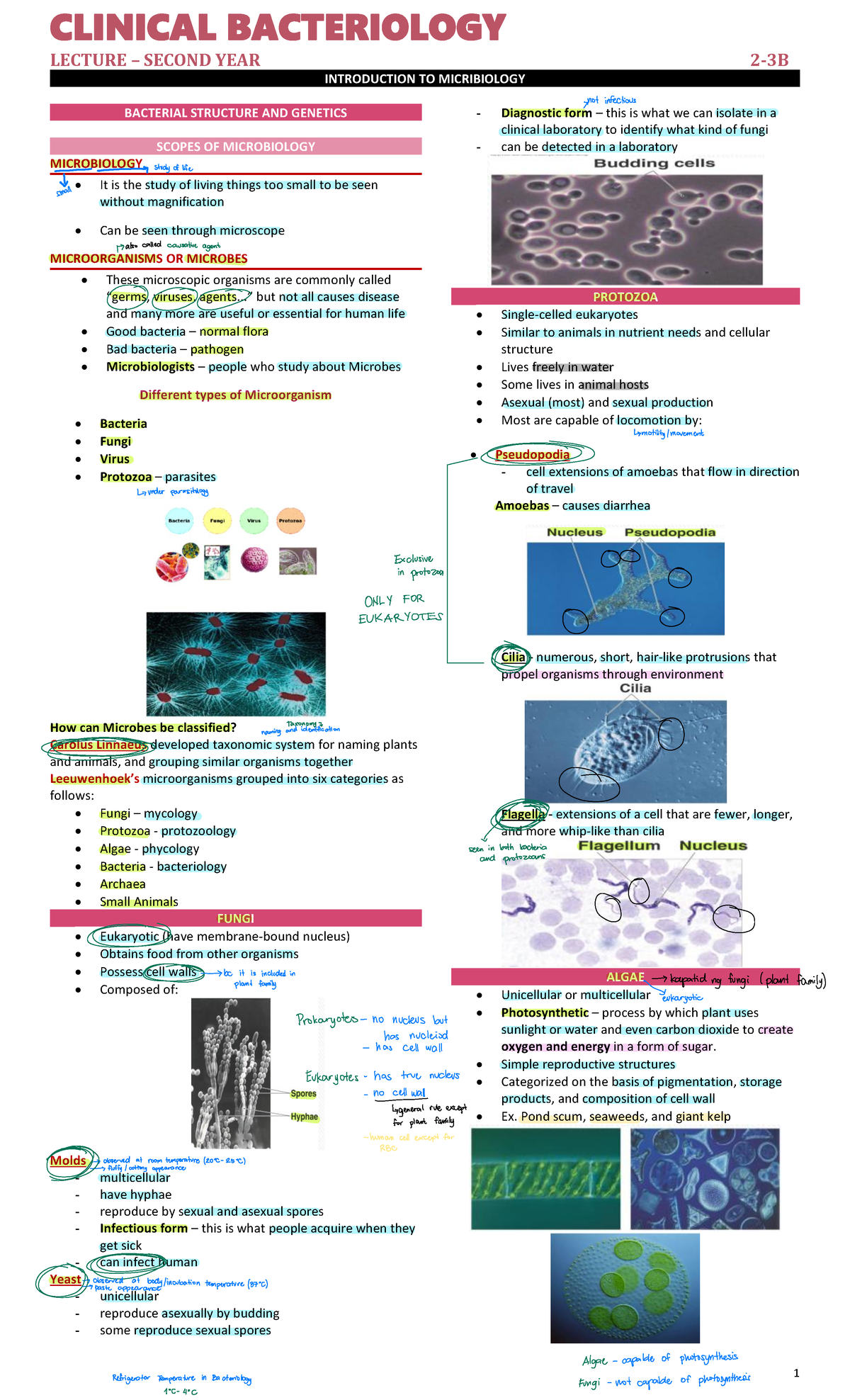 Bacteriology- Module-1-13-1 - LECTURE – SECOND YEAR 2 - 3 B ...
