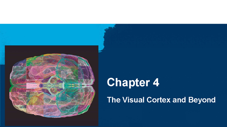 Ch4: The Visual Cortex and Neural Pathways in Perception - Studocu