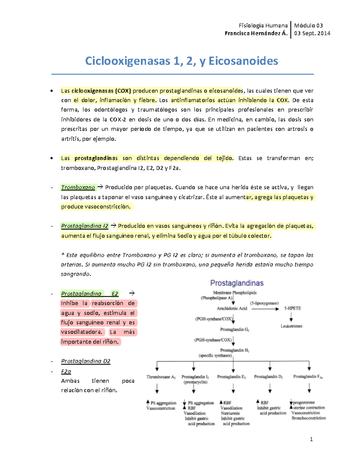 Ciclooxigenasas 1 y 2: Rol y Efectos en la Fisiología Humana (Módulo 03 ...