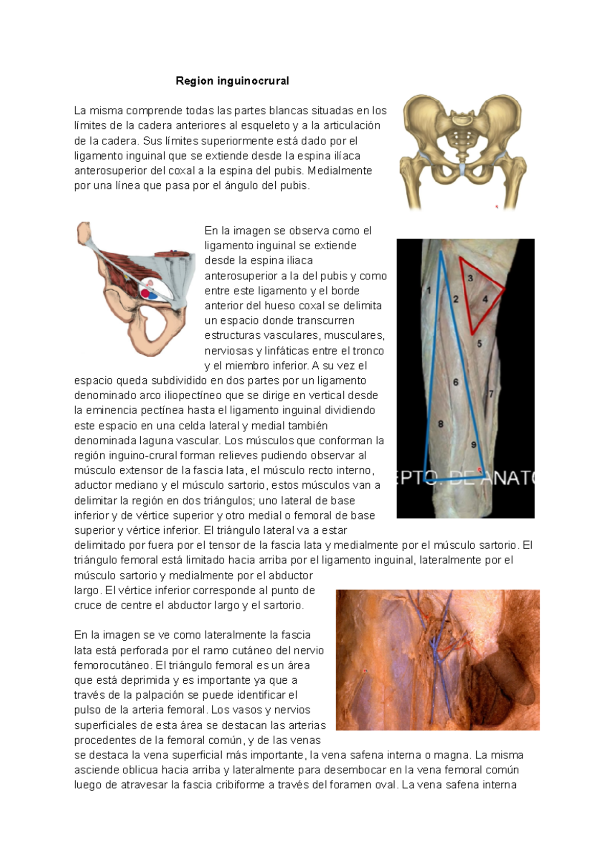 Anatomía de la Región Inguinocrural: Estructuras y Funciones - Studocu