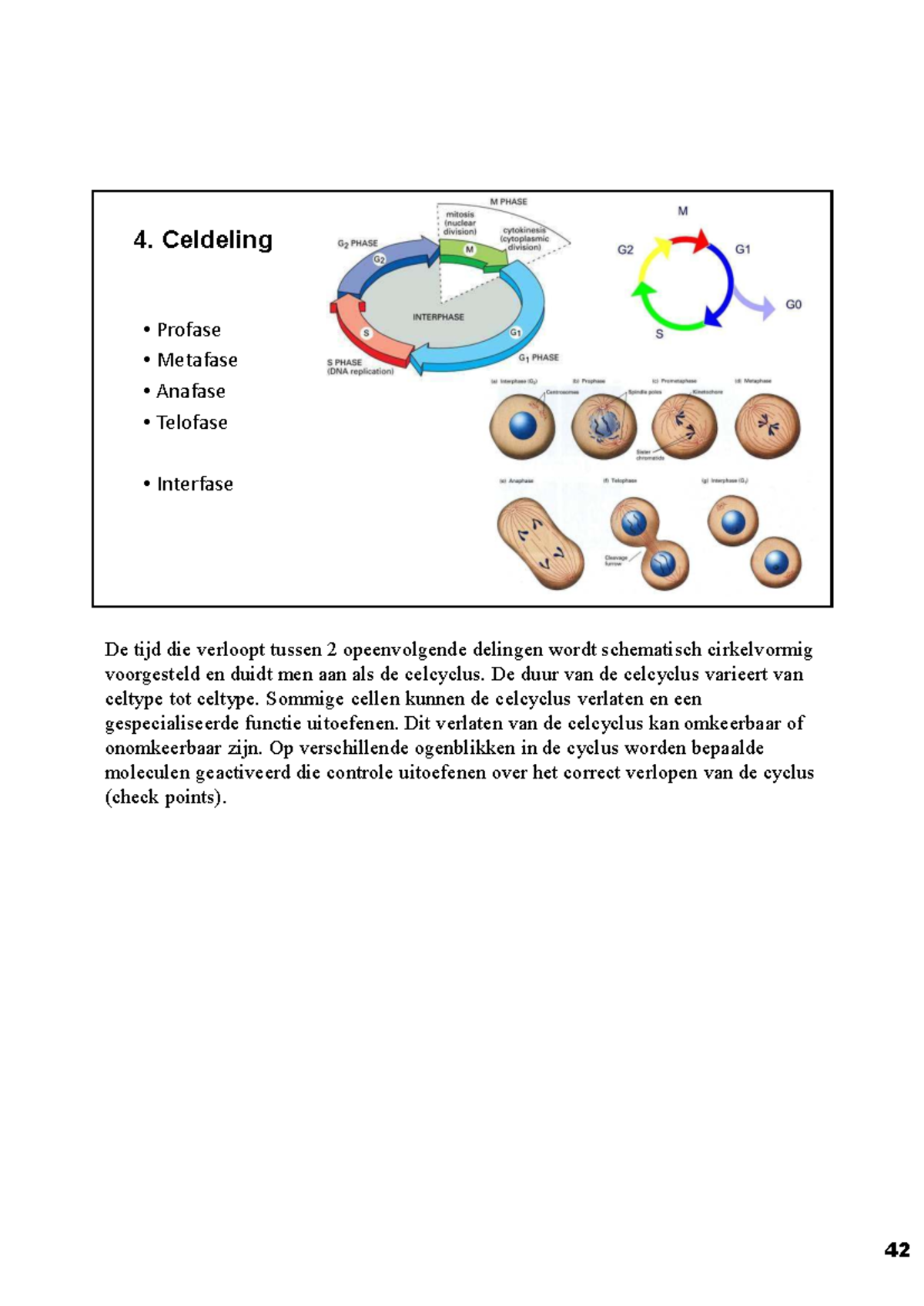 4. Celdeling en de Celcyclus: Profase tot Telofase Notities - Studocu