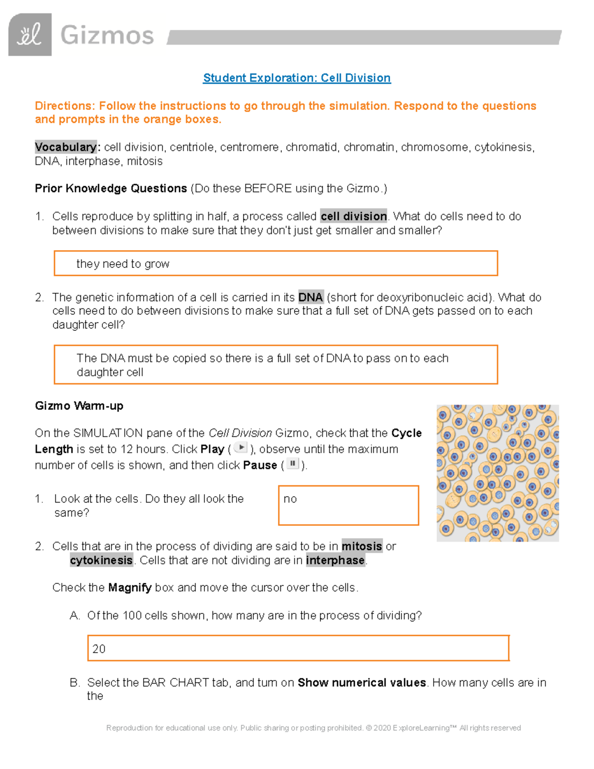 Cell Division Simulation Exploration - SE Notes - Studocu