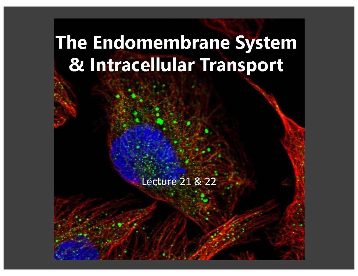 Endomembrane System & Intracellular Transport: Lectures 21-22 Notes ...