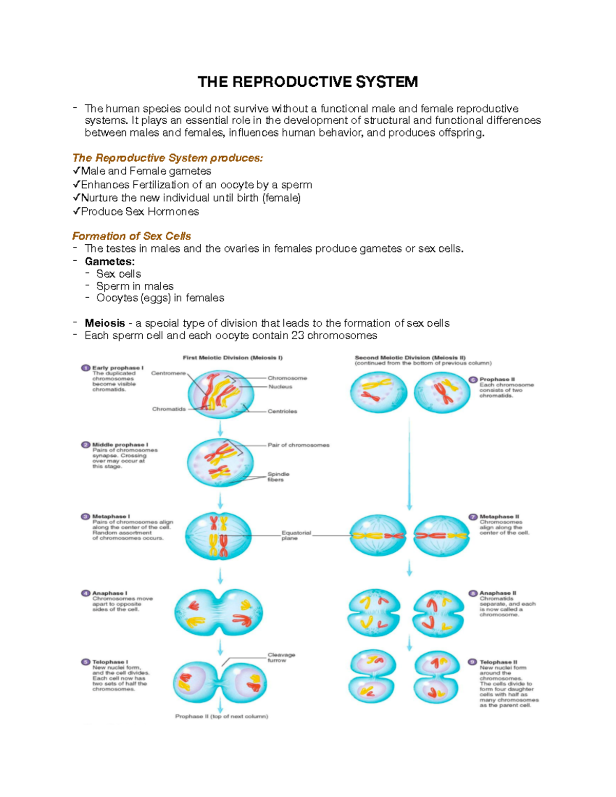 WEEK 16 Reproductive System Review for Biology 101 Final Exam - Studocu