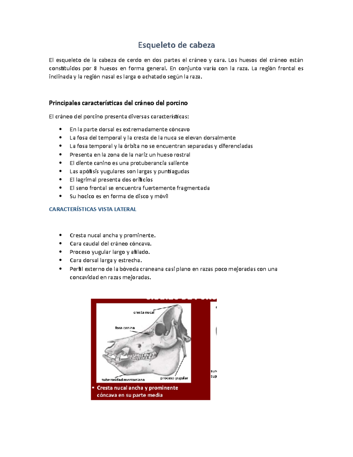 Exposición Anatomía - Huesos del Cráneo y Cara del Porcino - Studocu