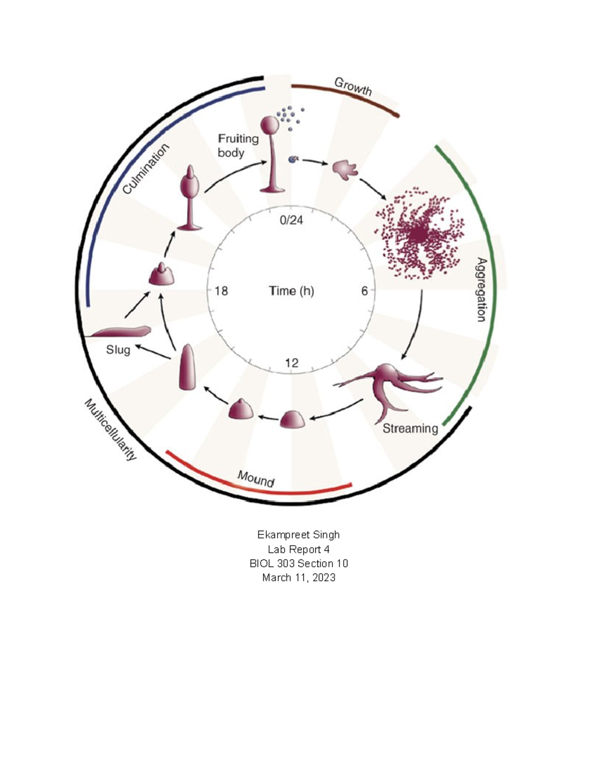 Lab Report 4 (Weeks 4 and 5) Final Version - Ekampreet Singh Lab Report ...