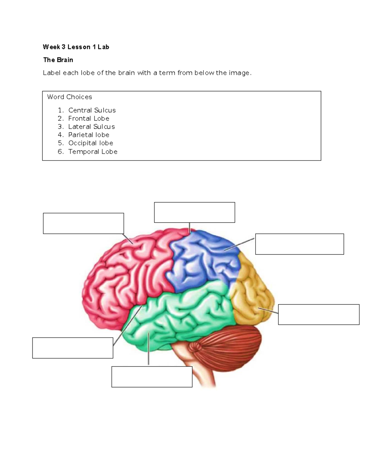 AHP106 Week 3 Lab: Brain Lobes Identification and Labeling - Studocu