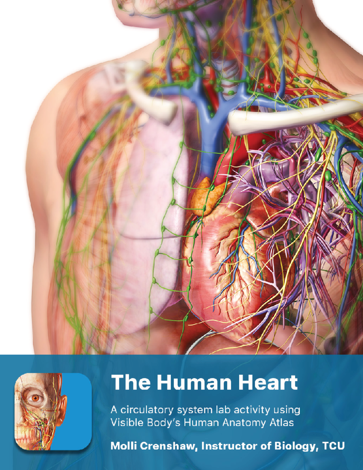 Heart Anatomy and Function - Worksheet for Bio 101 Lab - Studocu