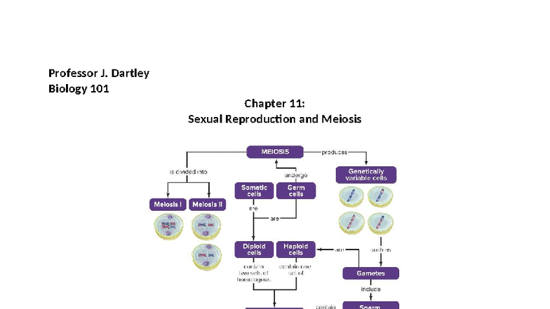 Biology 101: Chapter 11 - Sexual Reproduction & Meiosis Overview - Studocu