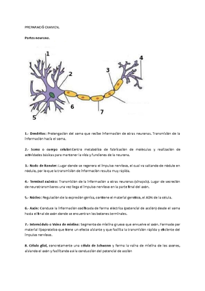 [Solved] Si quisieras reducir la excitabilidad de la neurona ...
