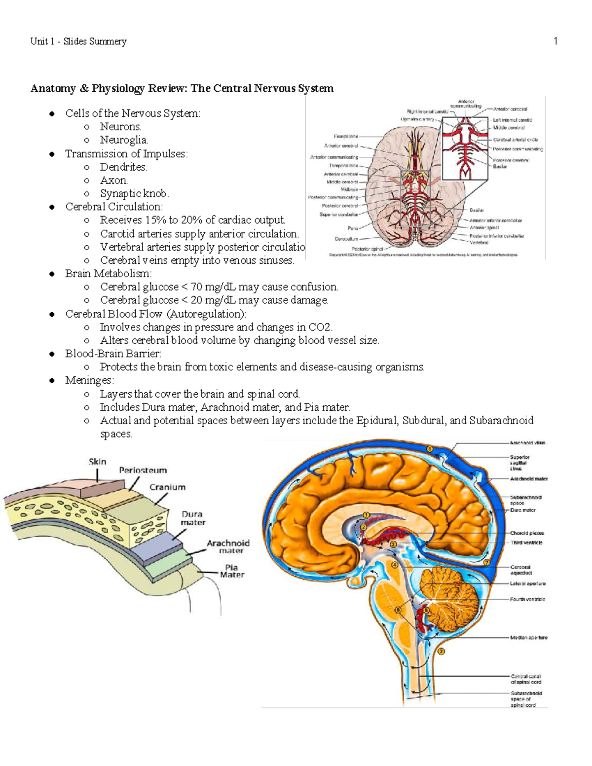 Unit 1 Stroke Slides Summary: Anatomy, Physiology, and Management - Studocu