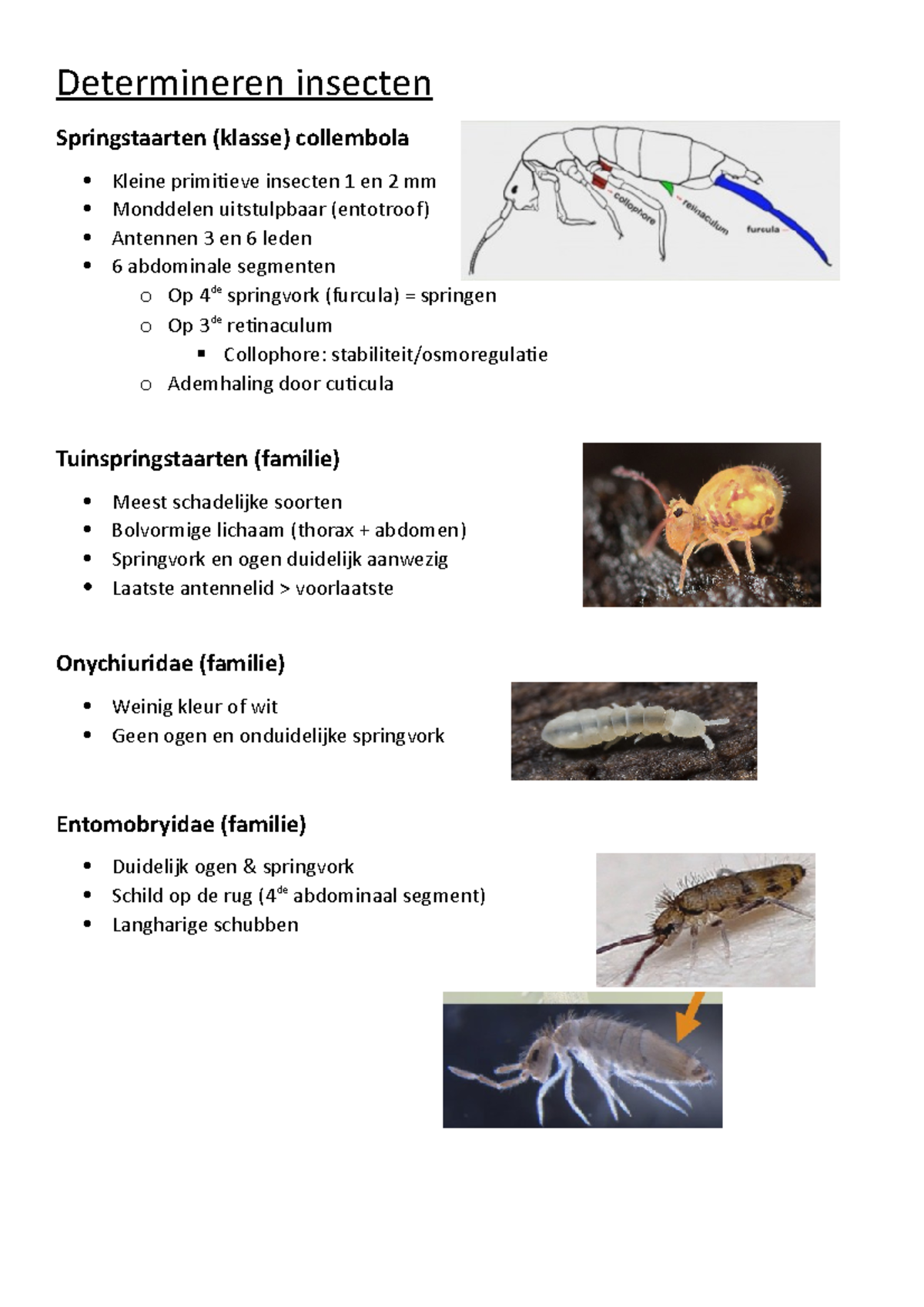 Determineren van Insecten: Kenmerken en Indeling van Verschillende ...