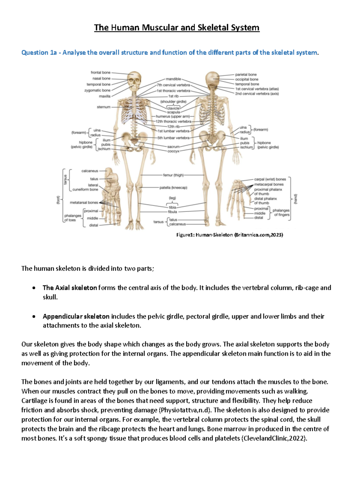 Unit 11 - Exploring the Human Muscular & Skeletal Systems - Studocu