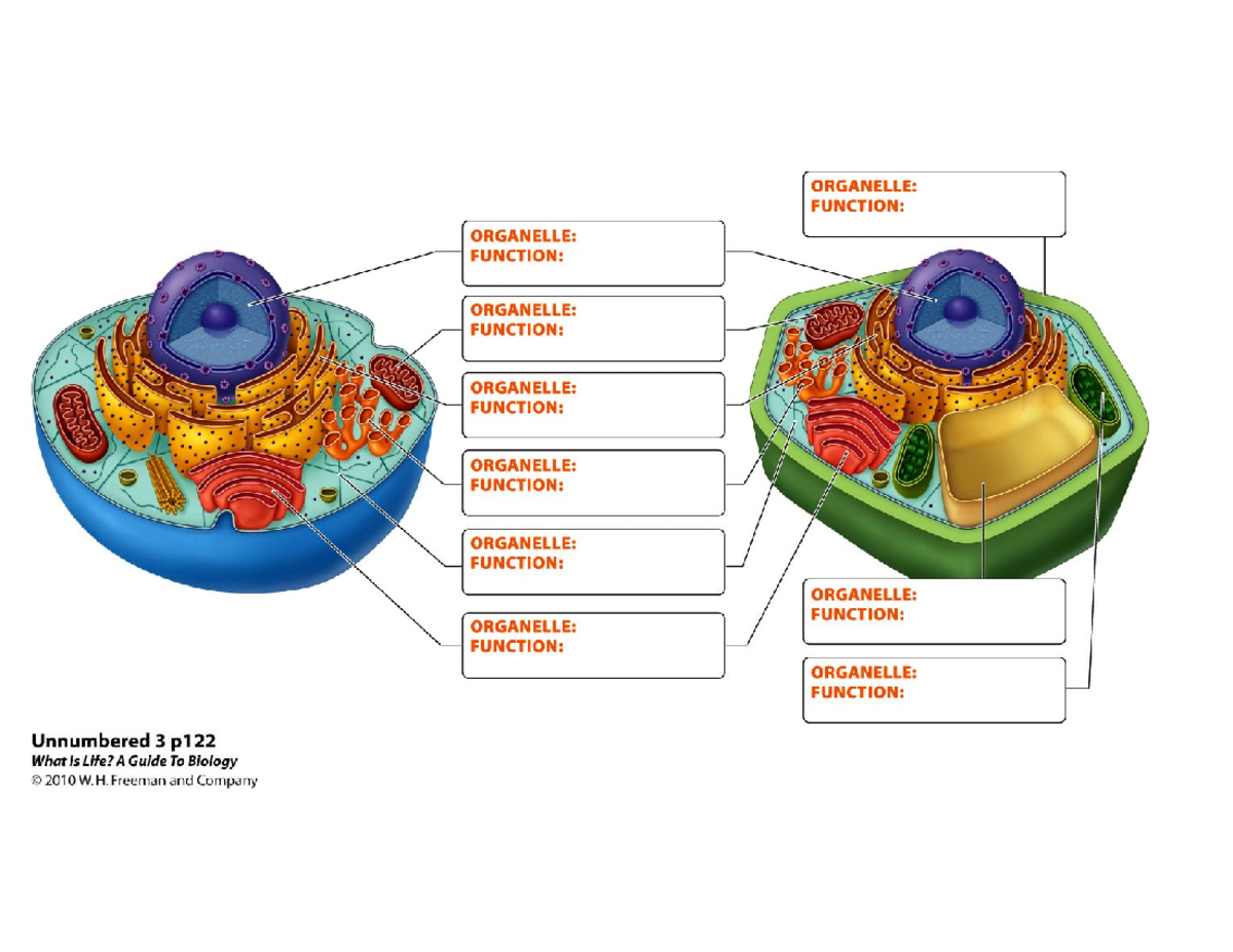 Animal and Plant Cells: Functions of Organelles in Biology - Studocu