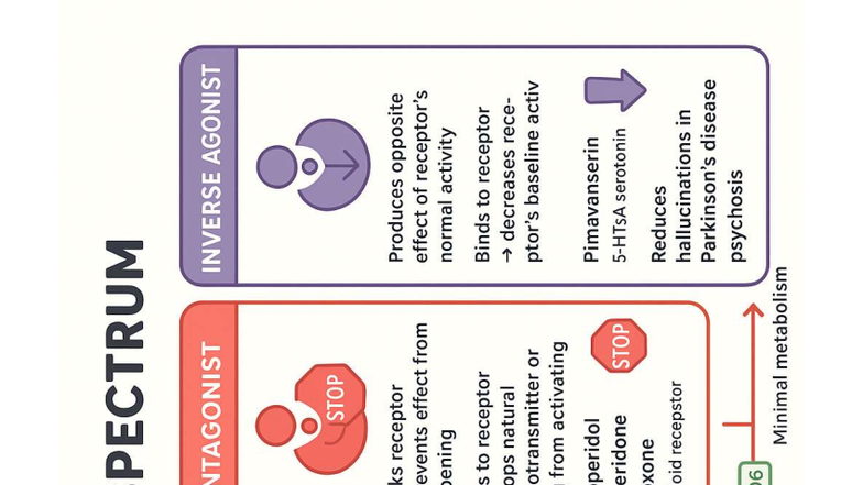 Agonist Spectrum: Full, Partial, Antagonist & Inverse Agonist Overview ...