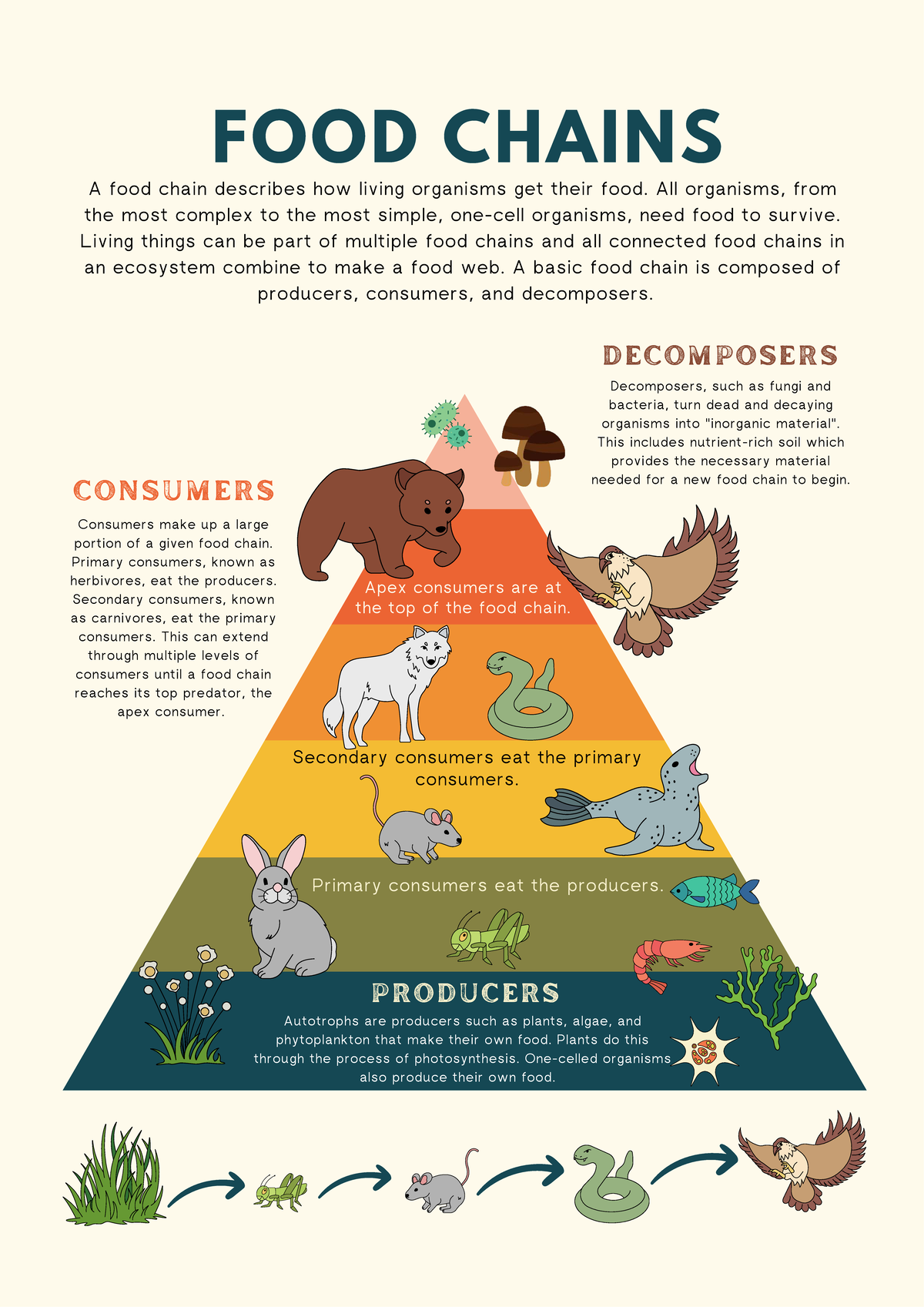 FOOD CHAINS: Understanding Producers, Consumers, and Decomposers - Studocu