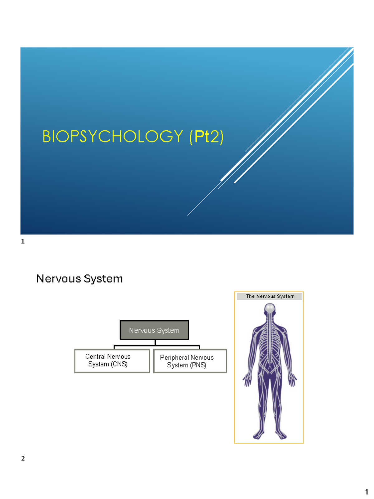 Biopsychology (Pt2): Overview of the Nervous System - Studocu