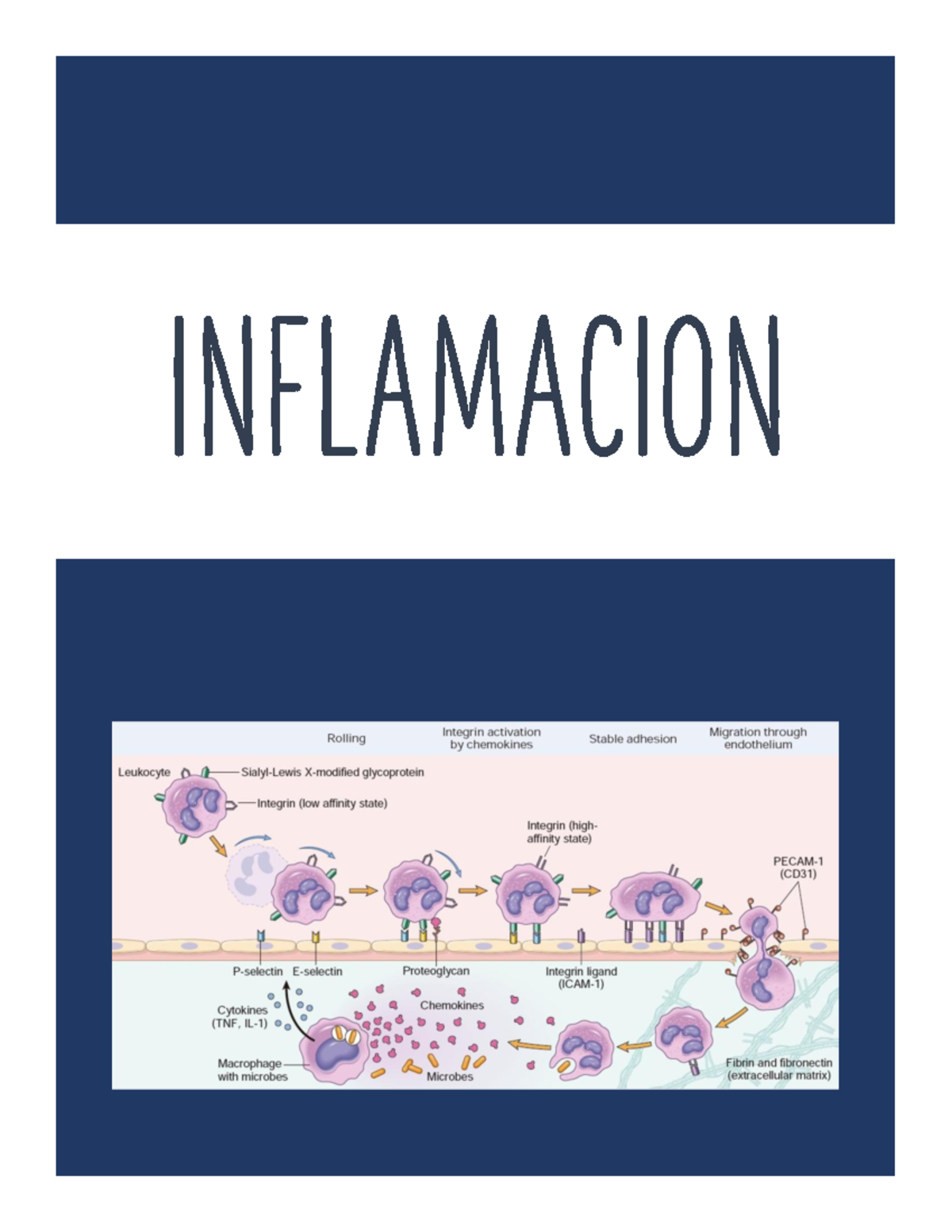Tipos y Mecanismos de Inflamación - Inflamación 1 - Studocu