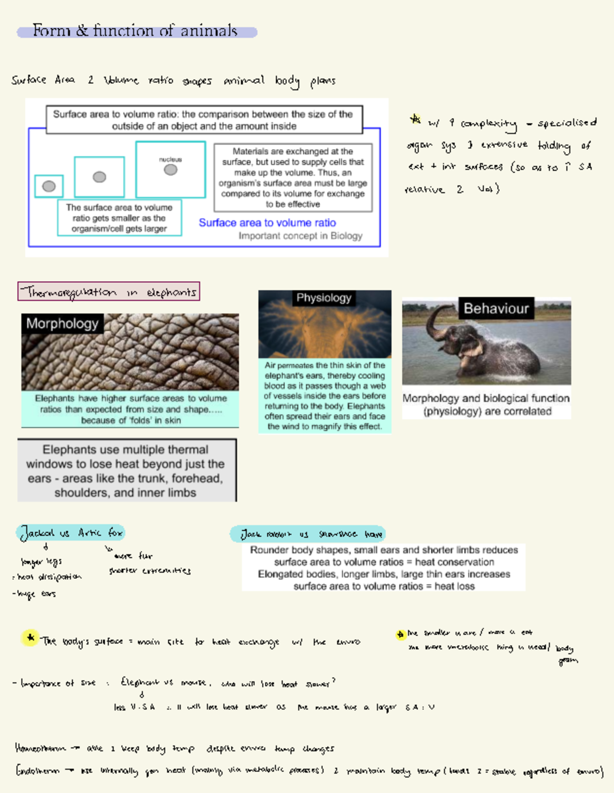 Form & Function of Animals: Surface Area to Volume Ratio in Bio 154 ...