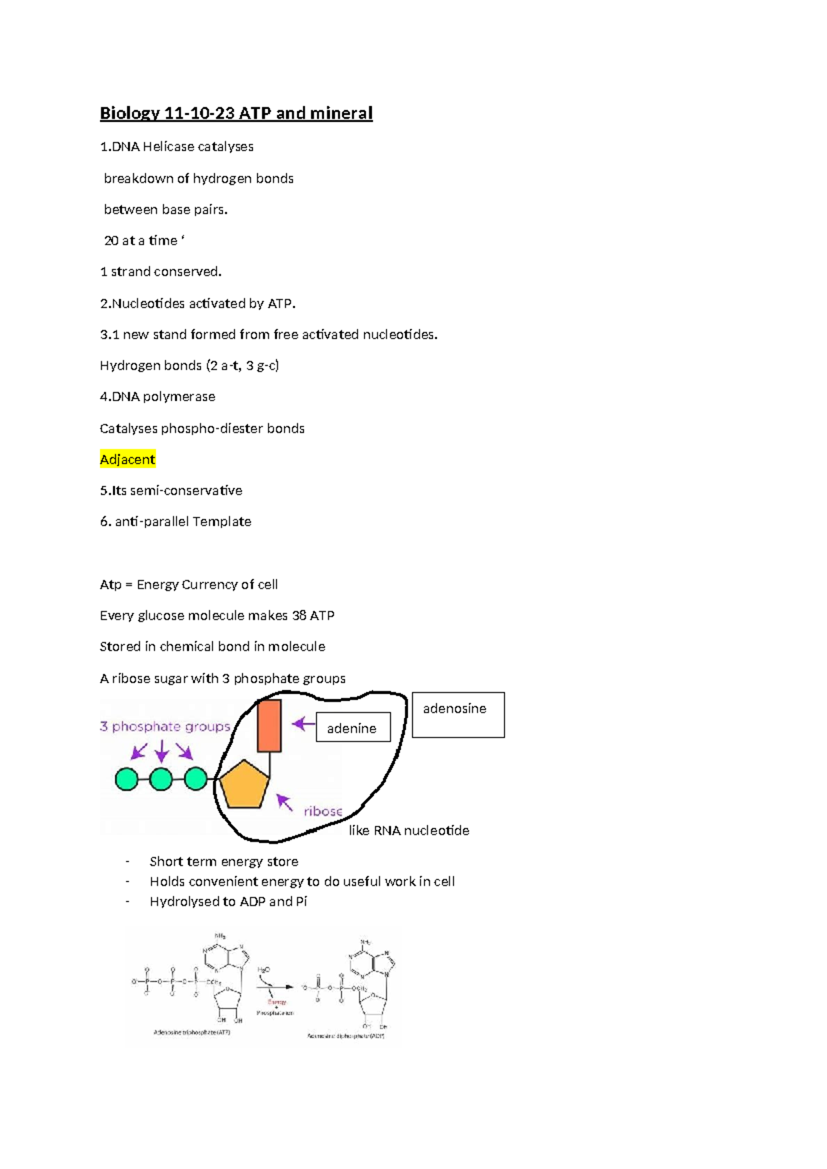 Biology 11 - ATP Basic Structure and Function Summary Notes - Studocu