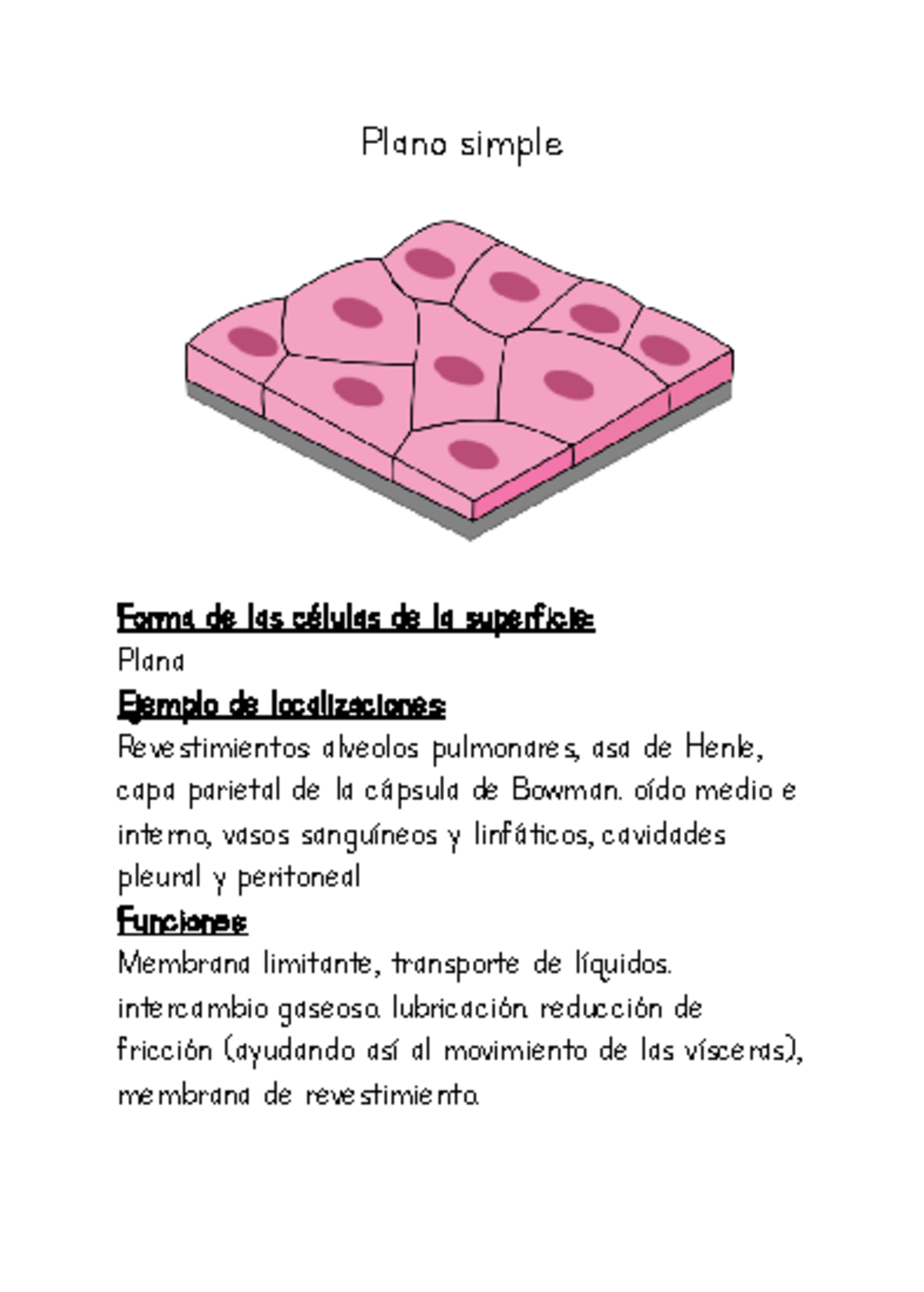 Tejido Epitelial - Plano simple Forma de las células de la superficie ...