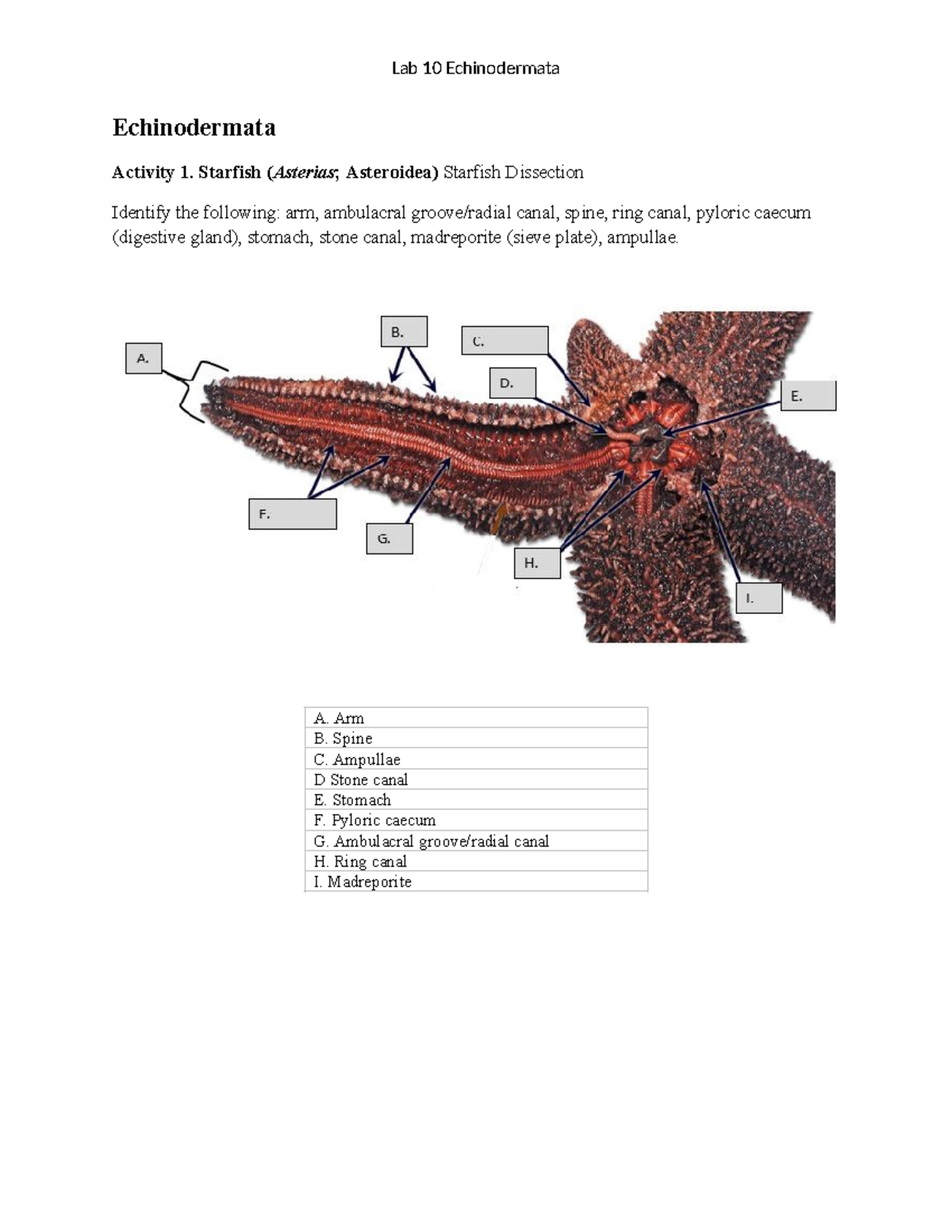 Lab 10: Echinodermata Dissection & Post-Lab Analysis - Studocu