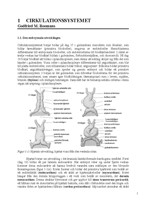 Cirkulation - Sammanfattning Medicin, fysiologi med anatomi ...