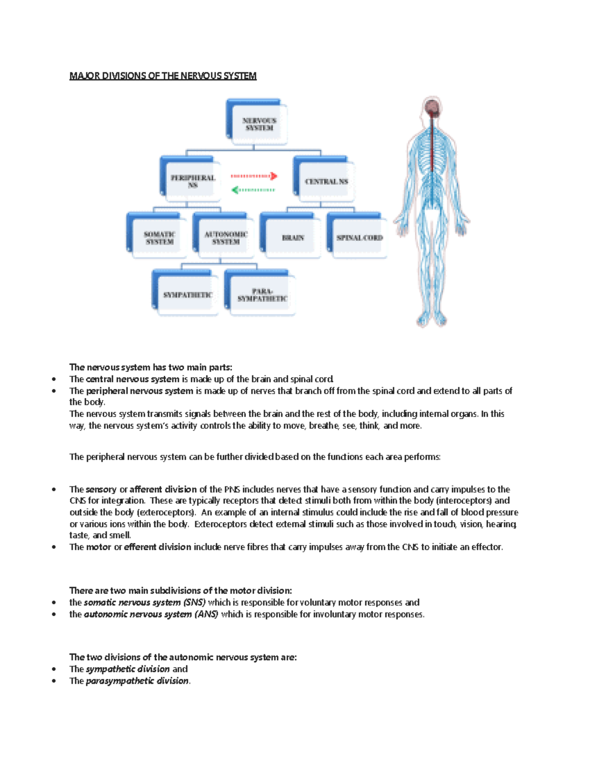 Nervous System Overview: Major Divisions & Functions - BIO 101 Lecture ...