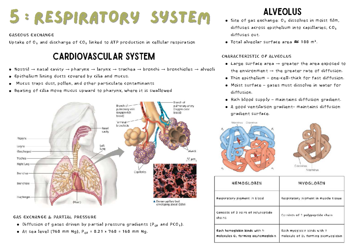 BIO2 C5 Notes: Respiratory System and Gas Exchange Mechanisms - Studocu