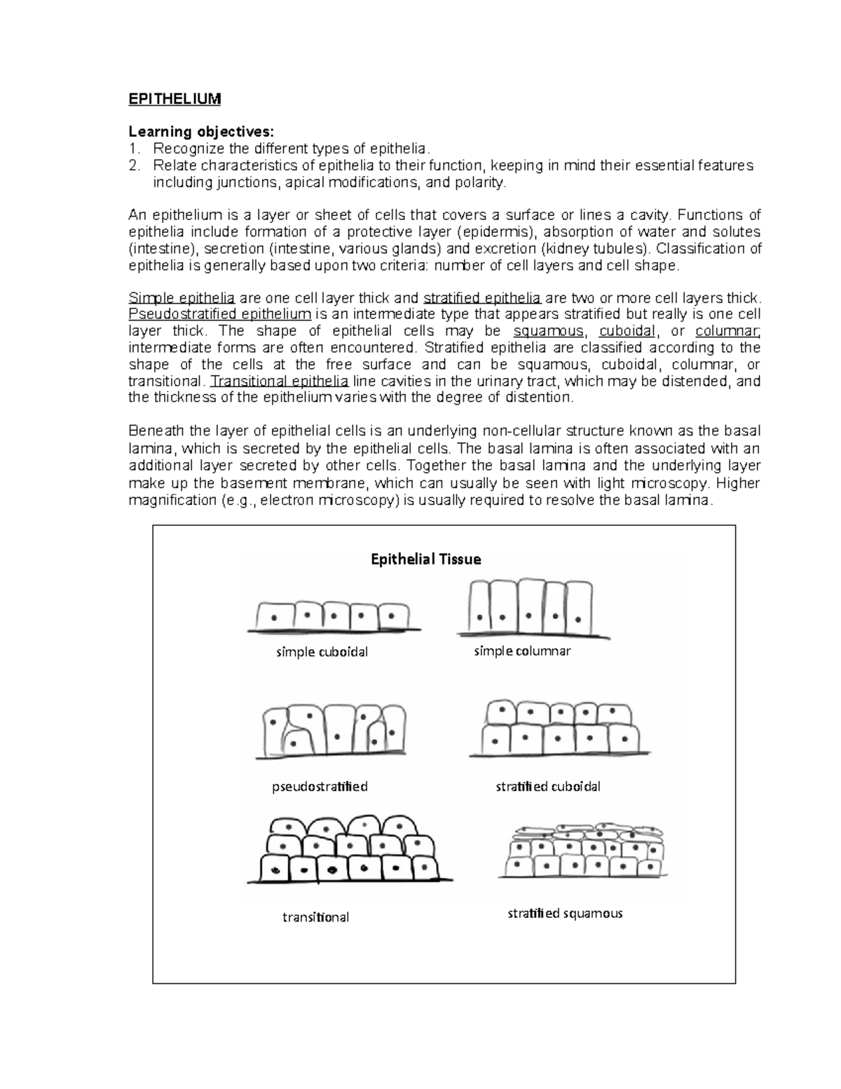 Epithelium - For biology students - Epithelial Tissue simple cuboidal ...
