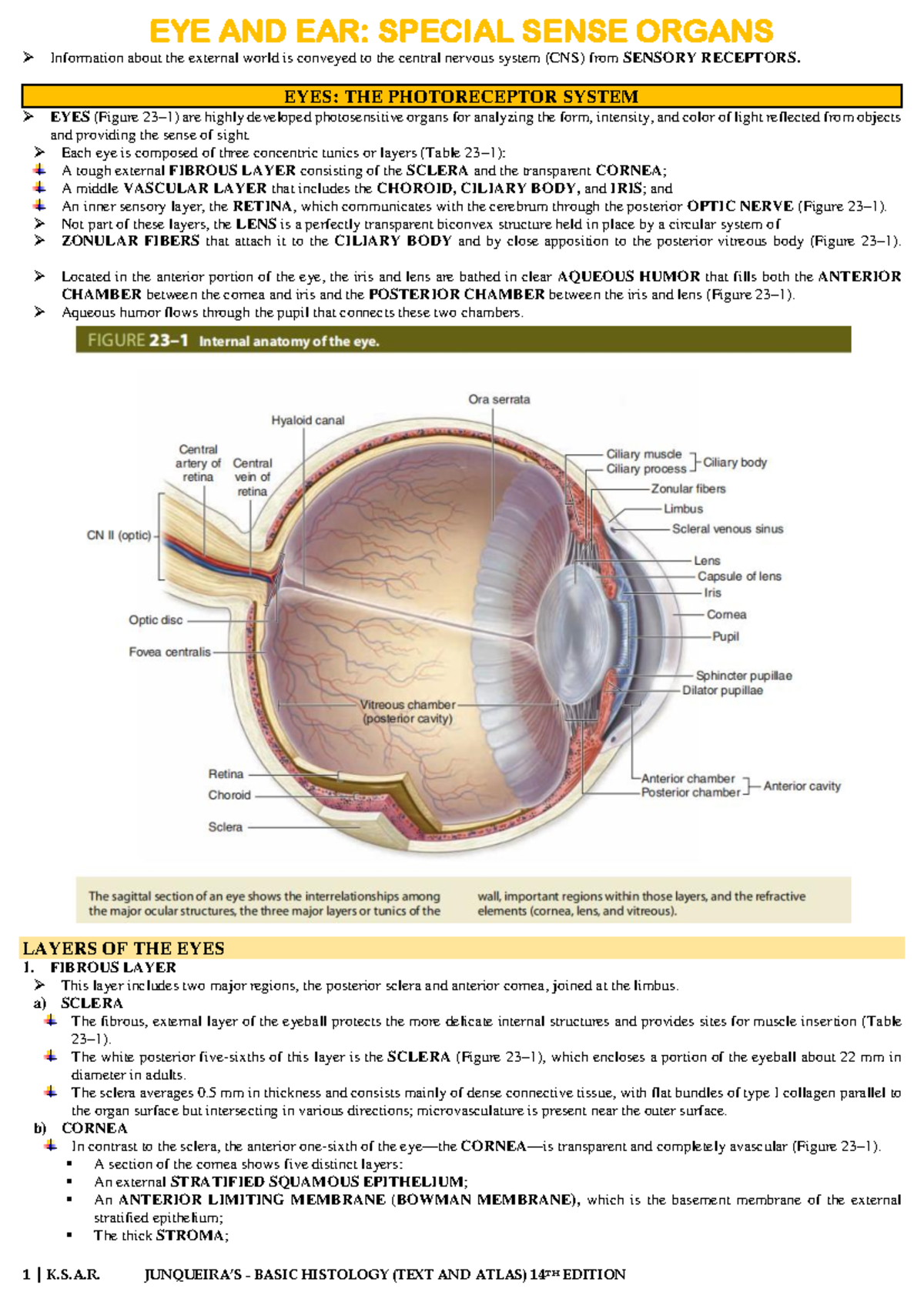 Histology - (EYE AND EAR - Special Sense Organs) - Information about ...