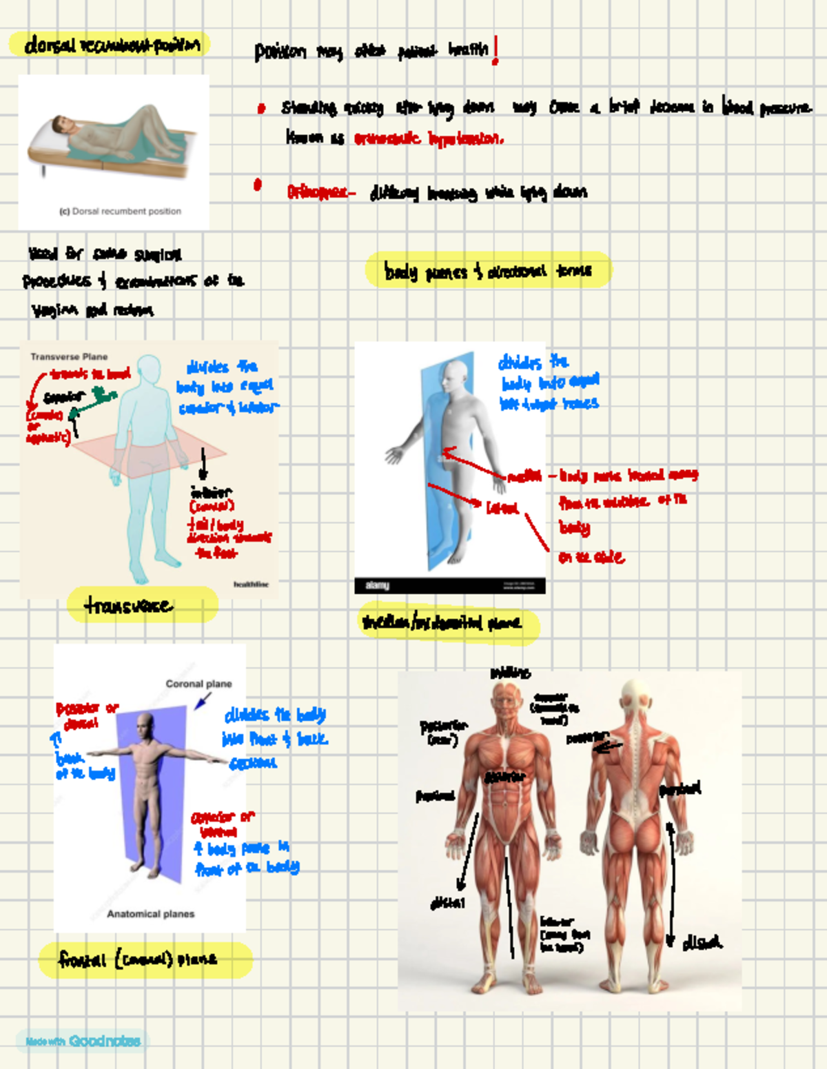 Anatomy and Physiology: Body Positioning & Directional Terms (A&P 101 ...