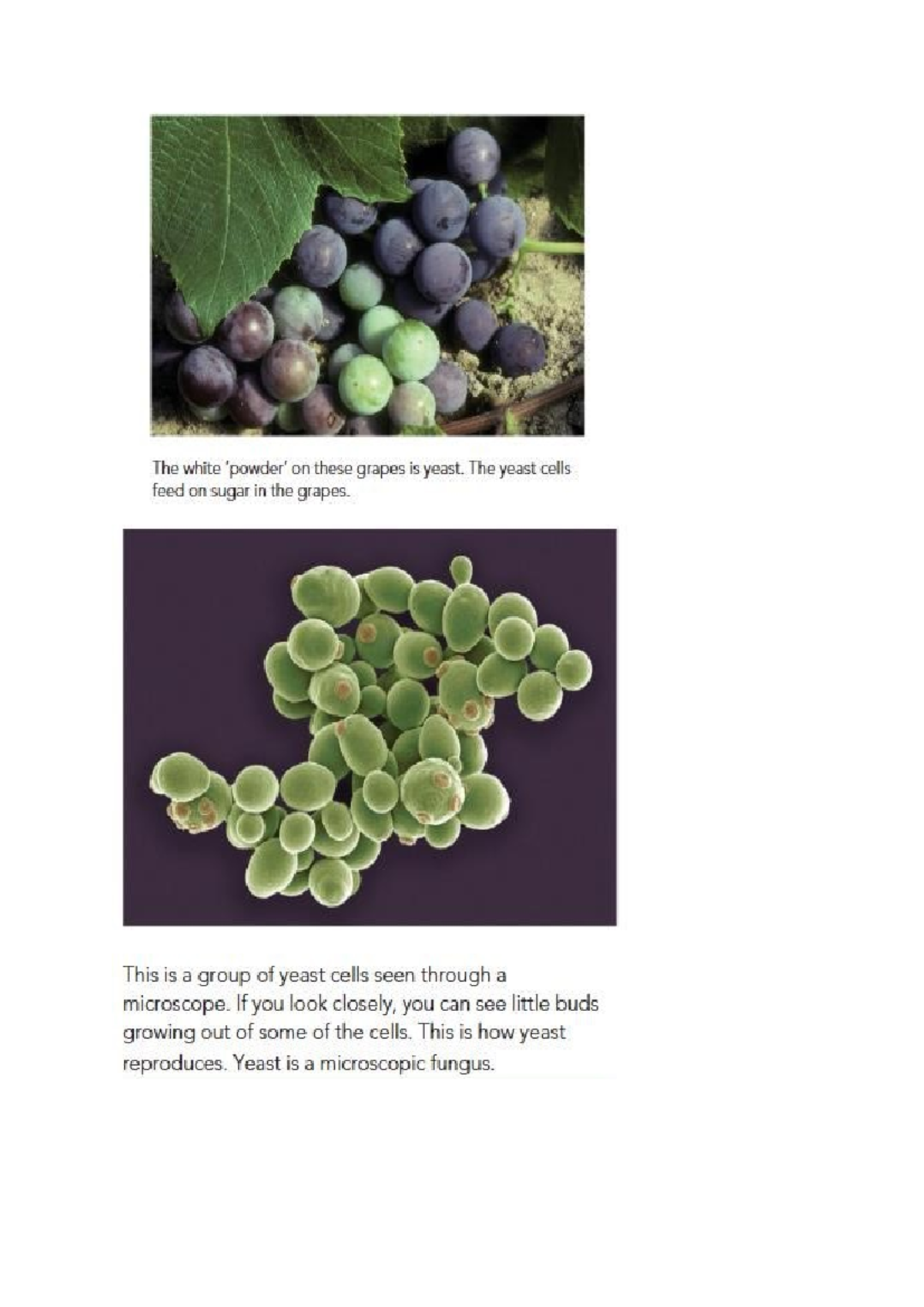 Microorganisms in the Environment: Yeast and Its Role - Studocu