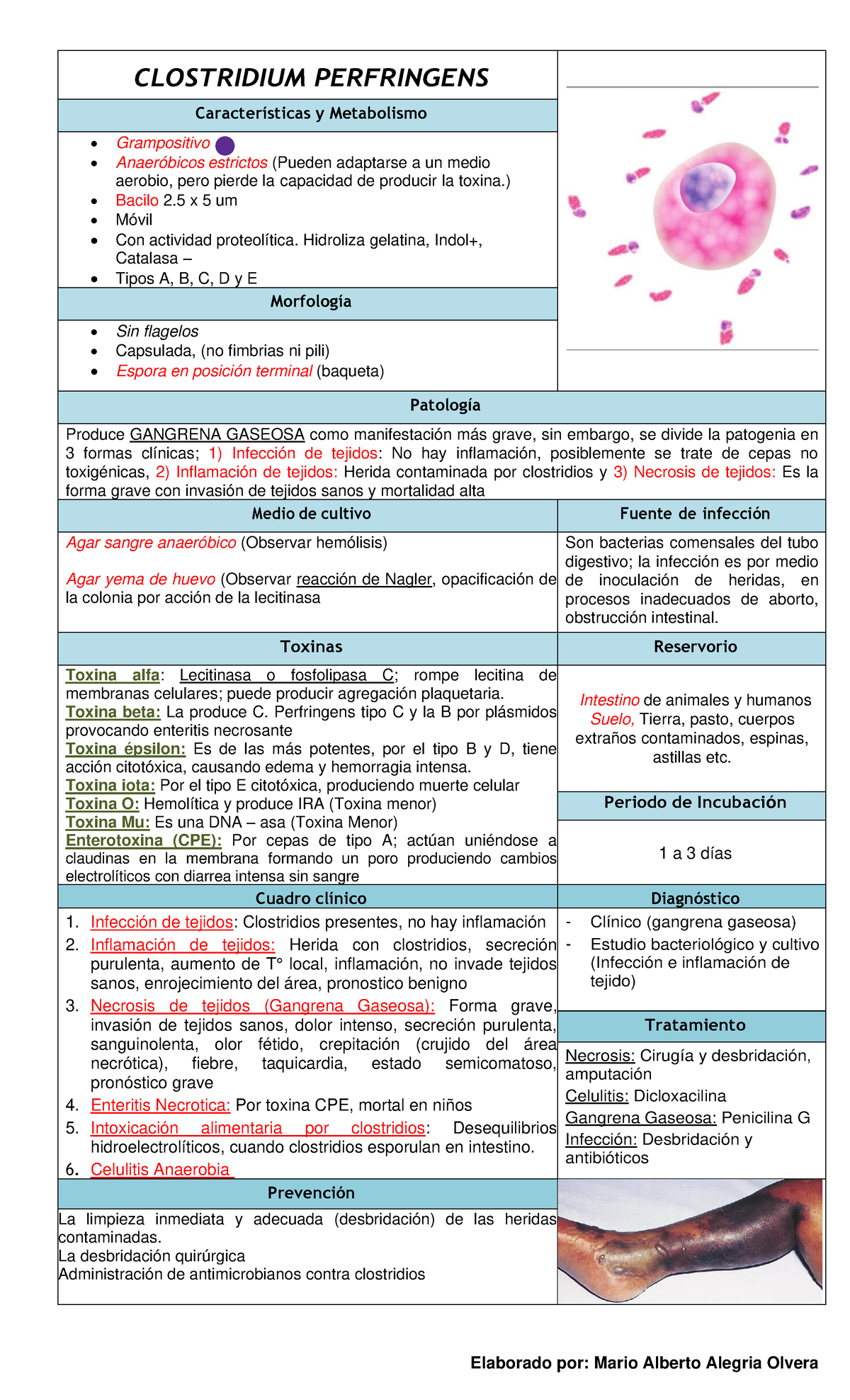 5. Clostridium Perfringens: Características, Patología y Tratamiento ...
