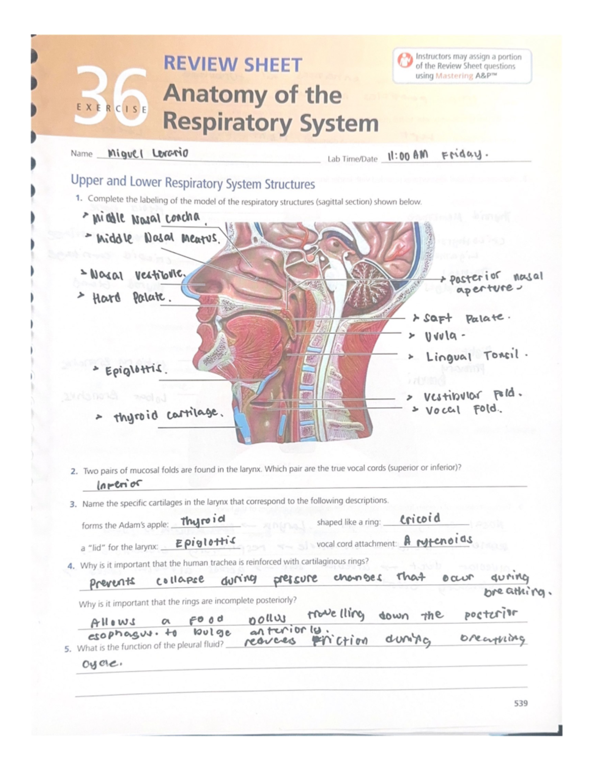 Respiratory System Review Sheet - Answer Key for Lab 36 - Studocu
