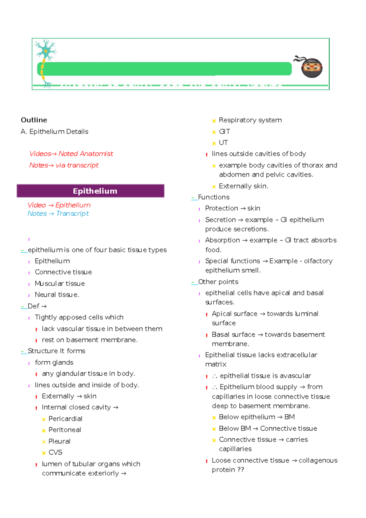 Epithelium Locations & Mnemonics - Noted Anatomist Study Guide - Studocu