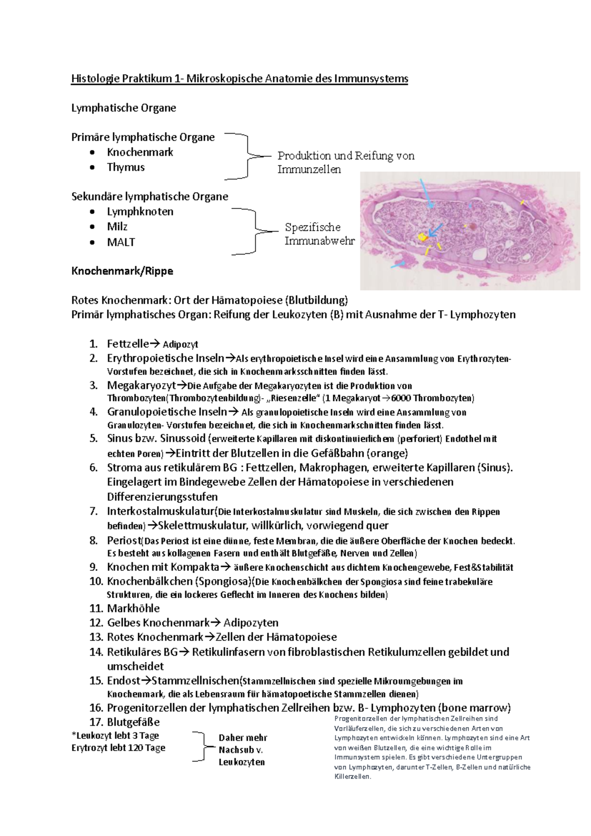 Histologie Praktikum: Mikroskopische Anatomie des Immunsystems (Thymus ...