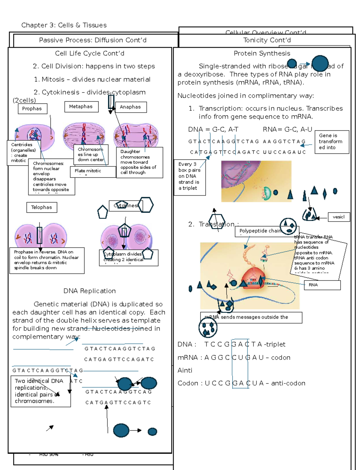 Anatomy & Physiology CH 3: Cellular Overview, Tonicity, & Cell Life ...