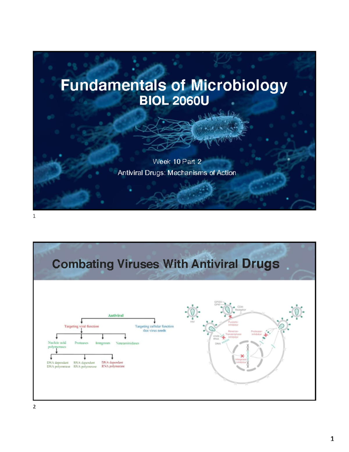 Antiviral drugs: Mechanisms of action in microbiology BIOL 2060U Week ...