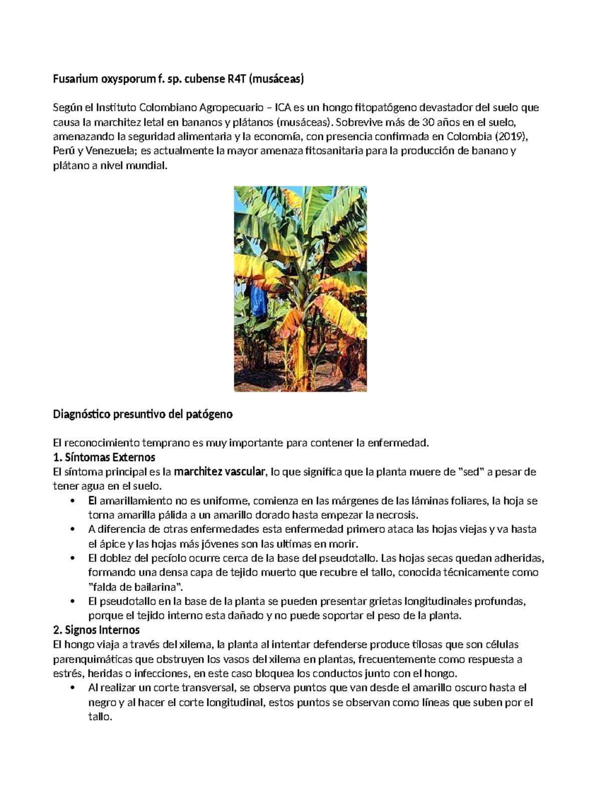 Diagnóstico y Manejo de Fusarium oxysporum f. sp. cubense R4T en ...